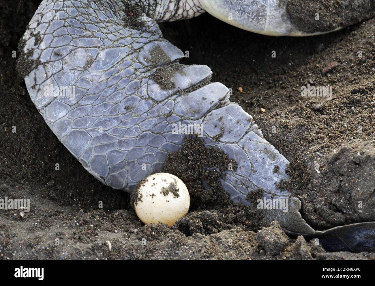 Ostional wildlife refuge costa rica hi-res stock photography and images ...