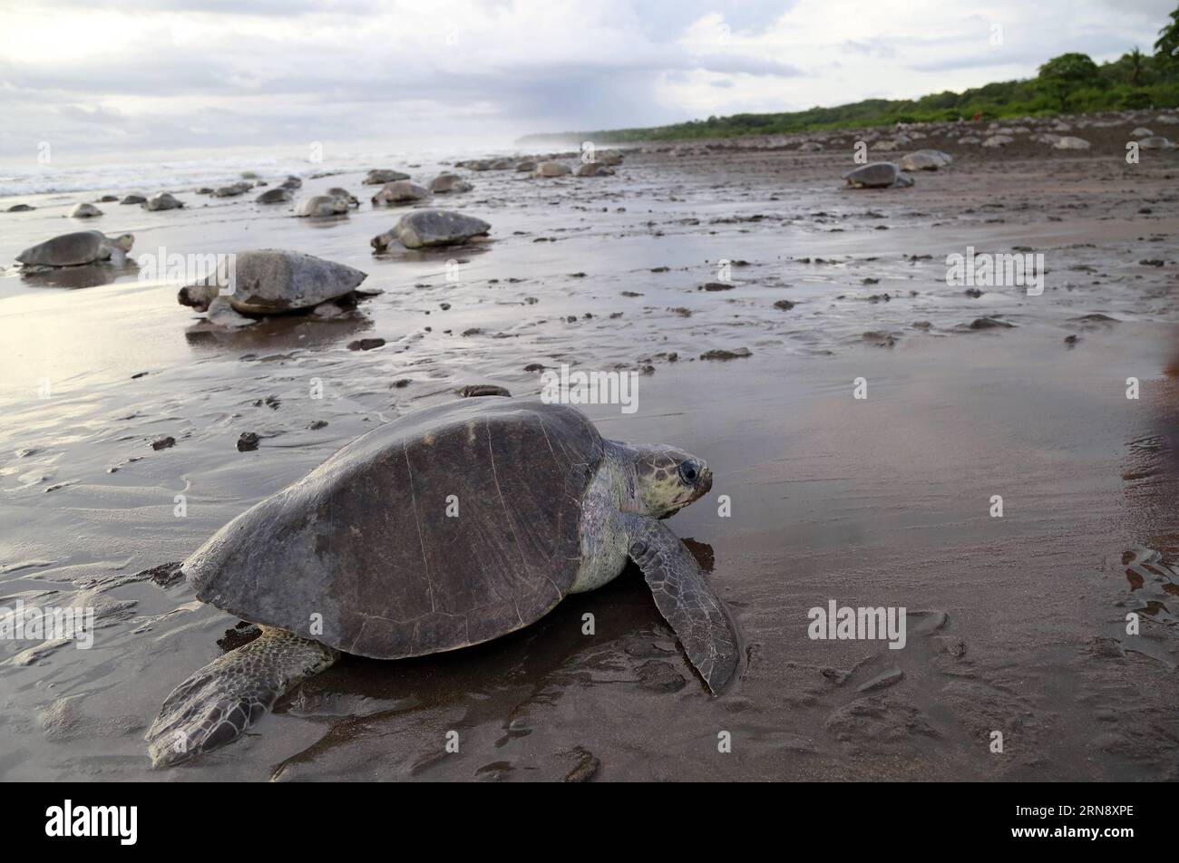 Image taken on Nov. 7, 2015 shows Lora sea turtles leaving the sea to ...