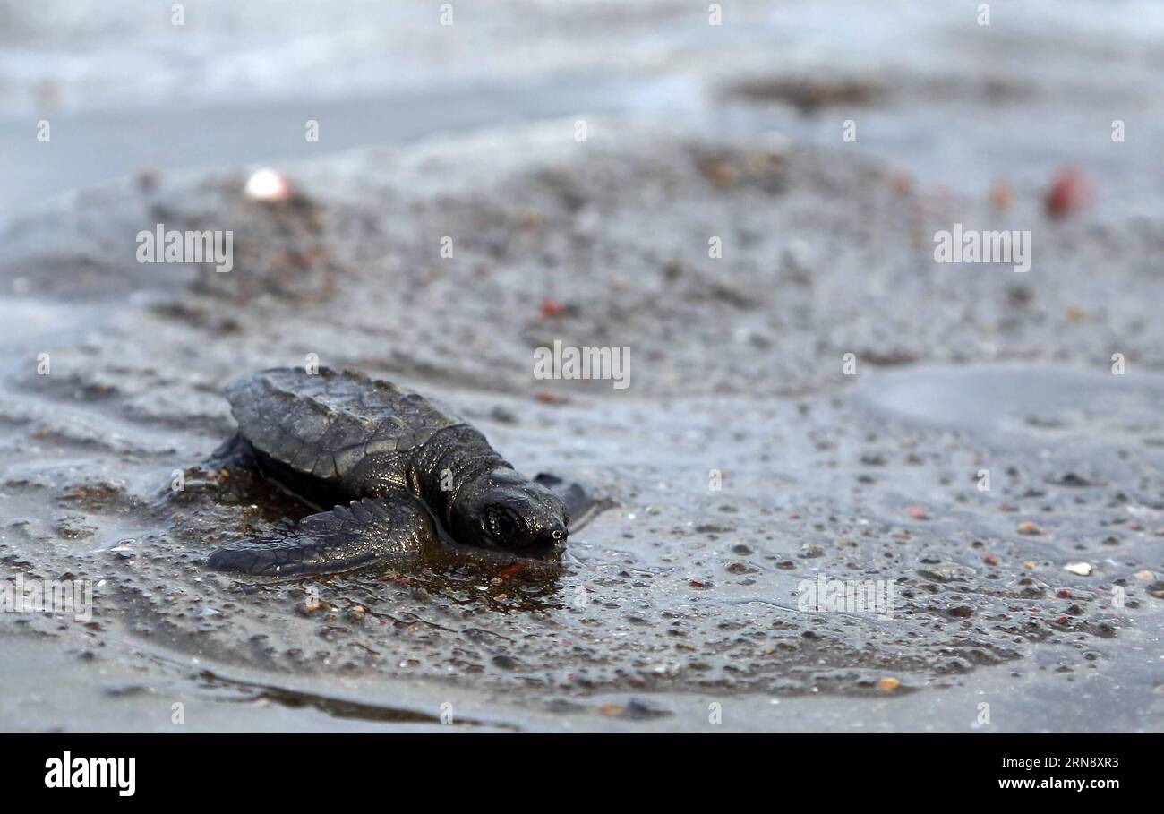 Image taken on Nov. 7, 2015 shows a newborn Lora sea turtle moving ...