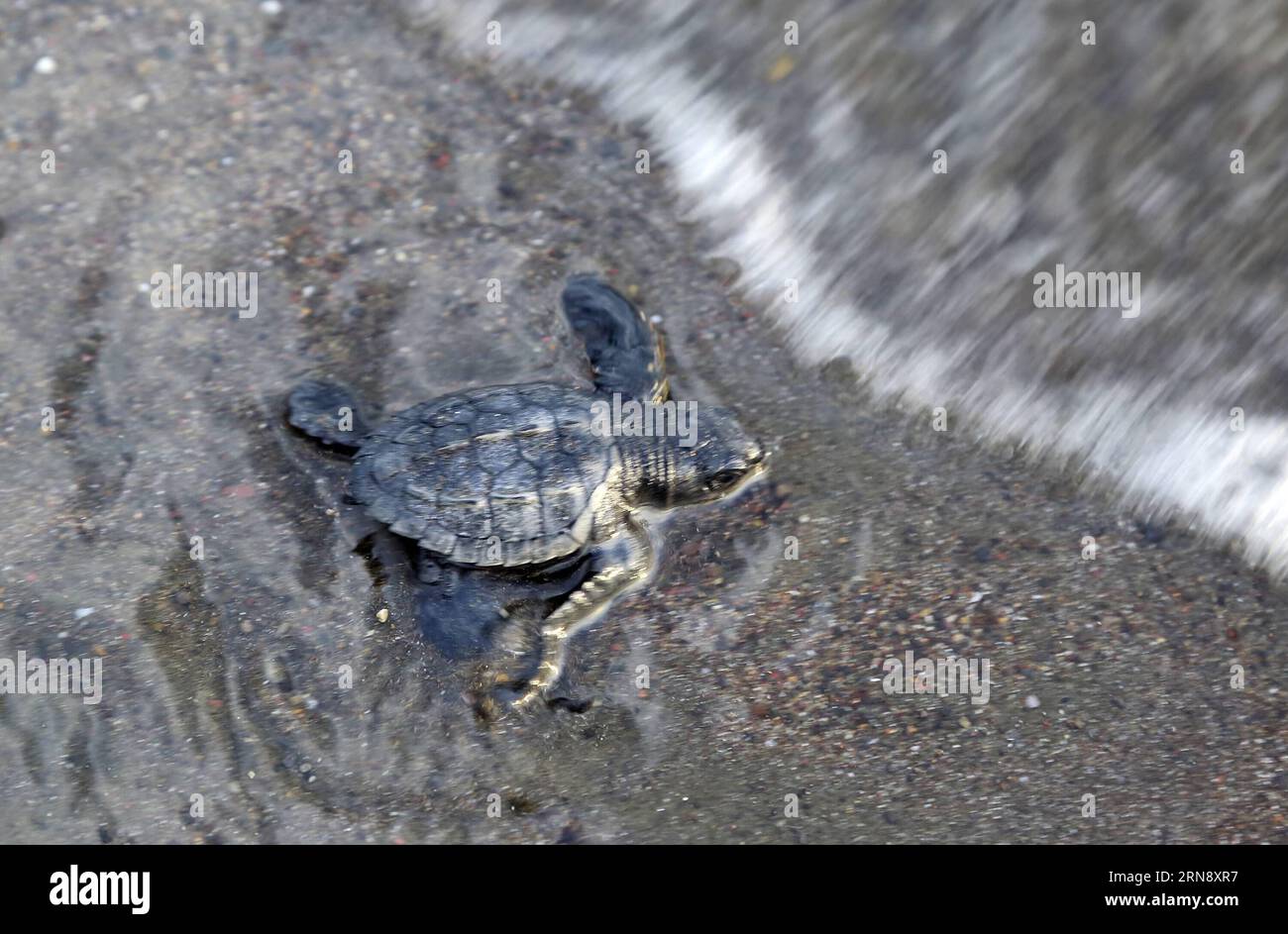 Image taken on Nov. 7, 2015 shows a newborn Lora sea turtle moving ...