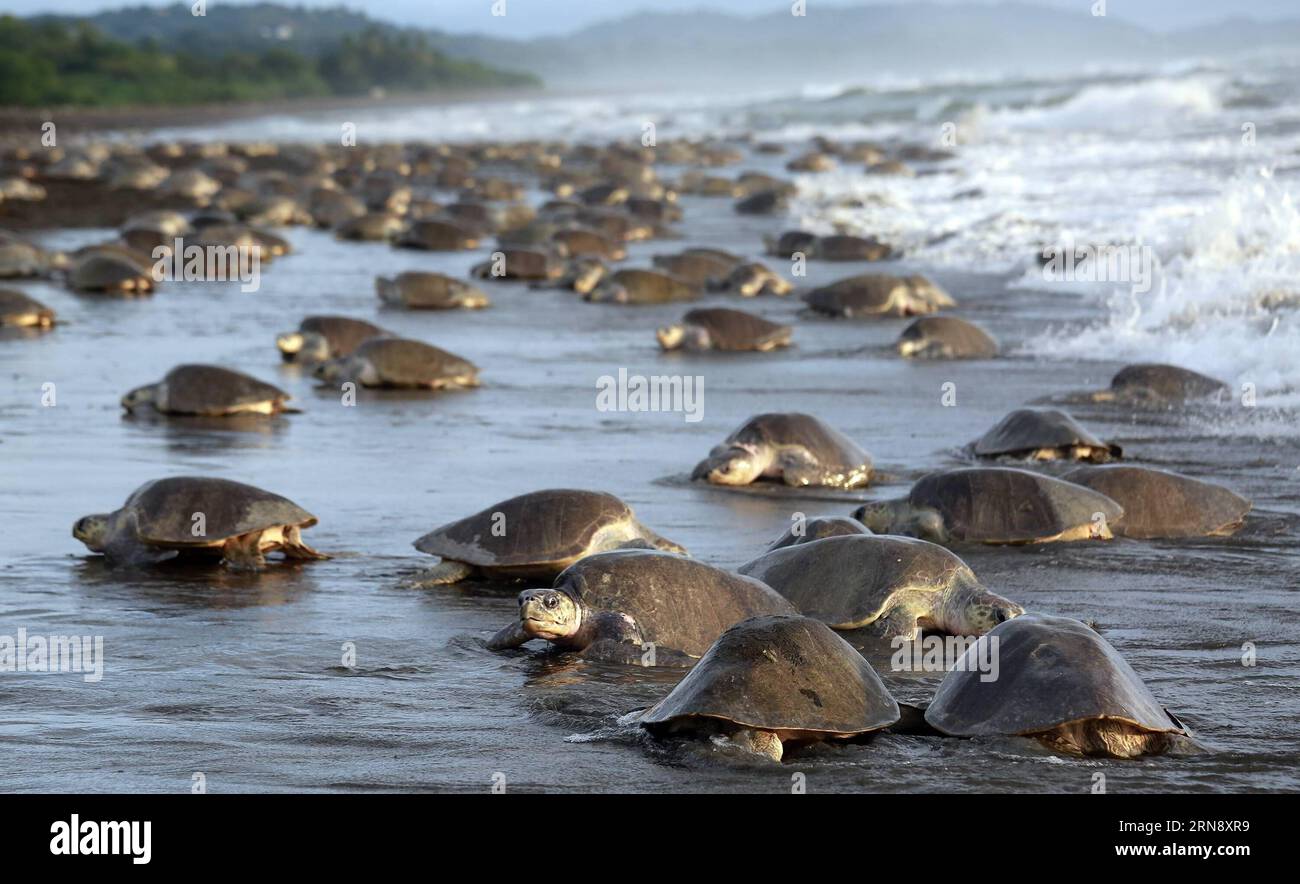 Biggest Turtle In The World