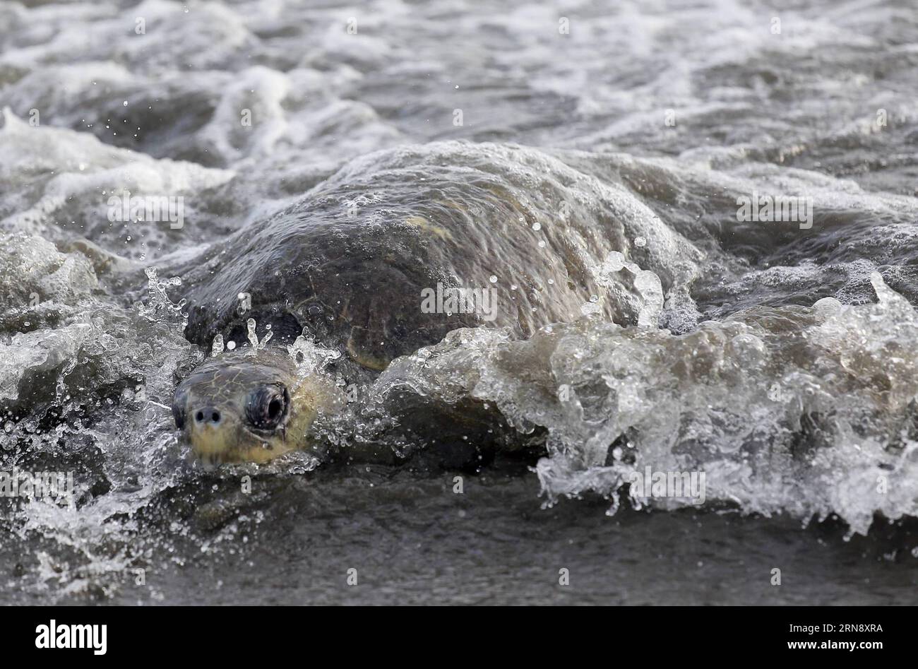 Image taken on Nov. 7, 2015 shows a Lora sea turtle leaving the sea to ...
