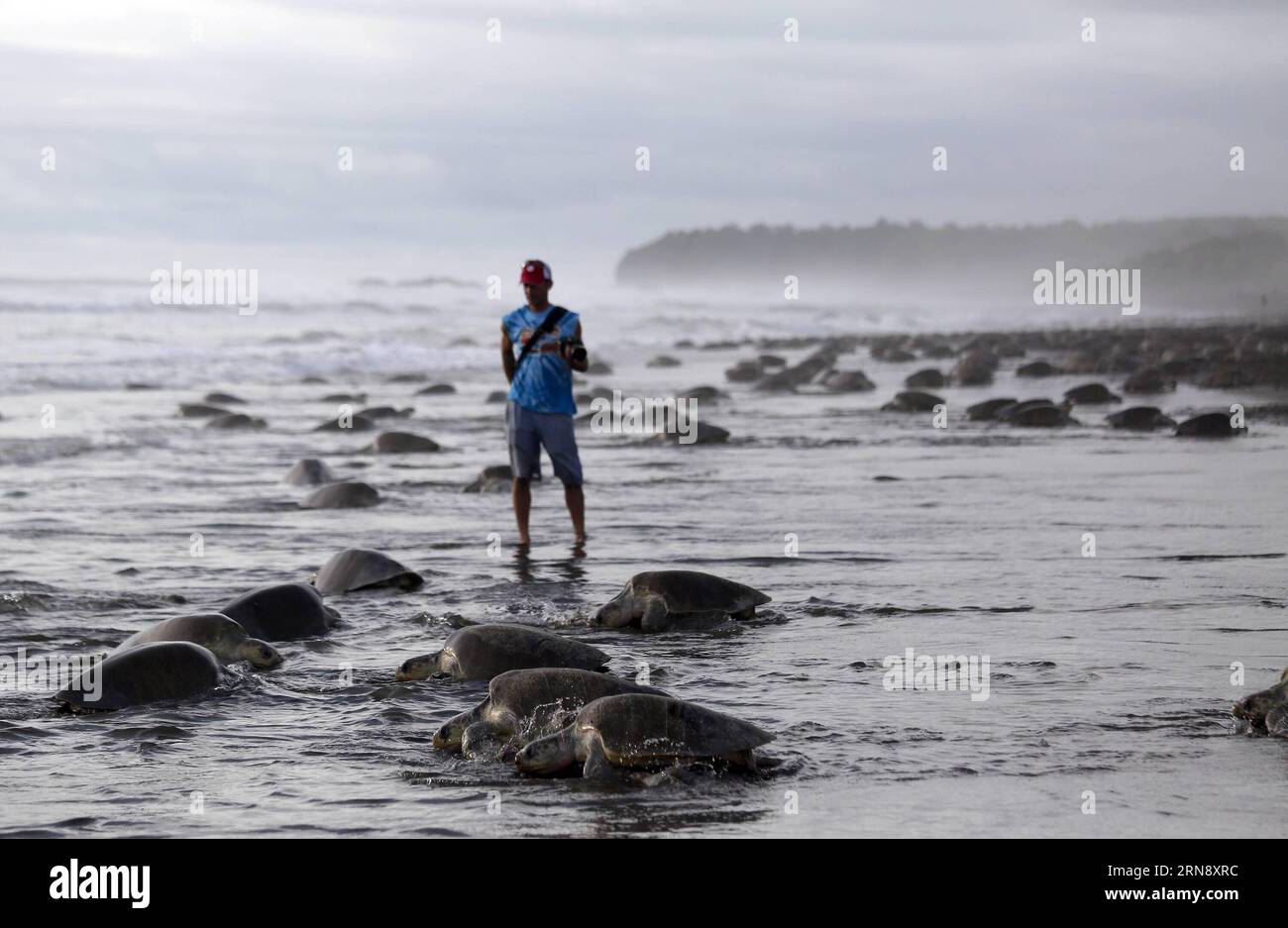 Image taken on Nov. 7, 2015 shows a tourist watching the Lora sea ...