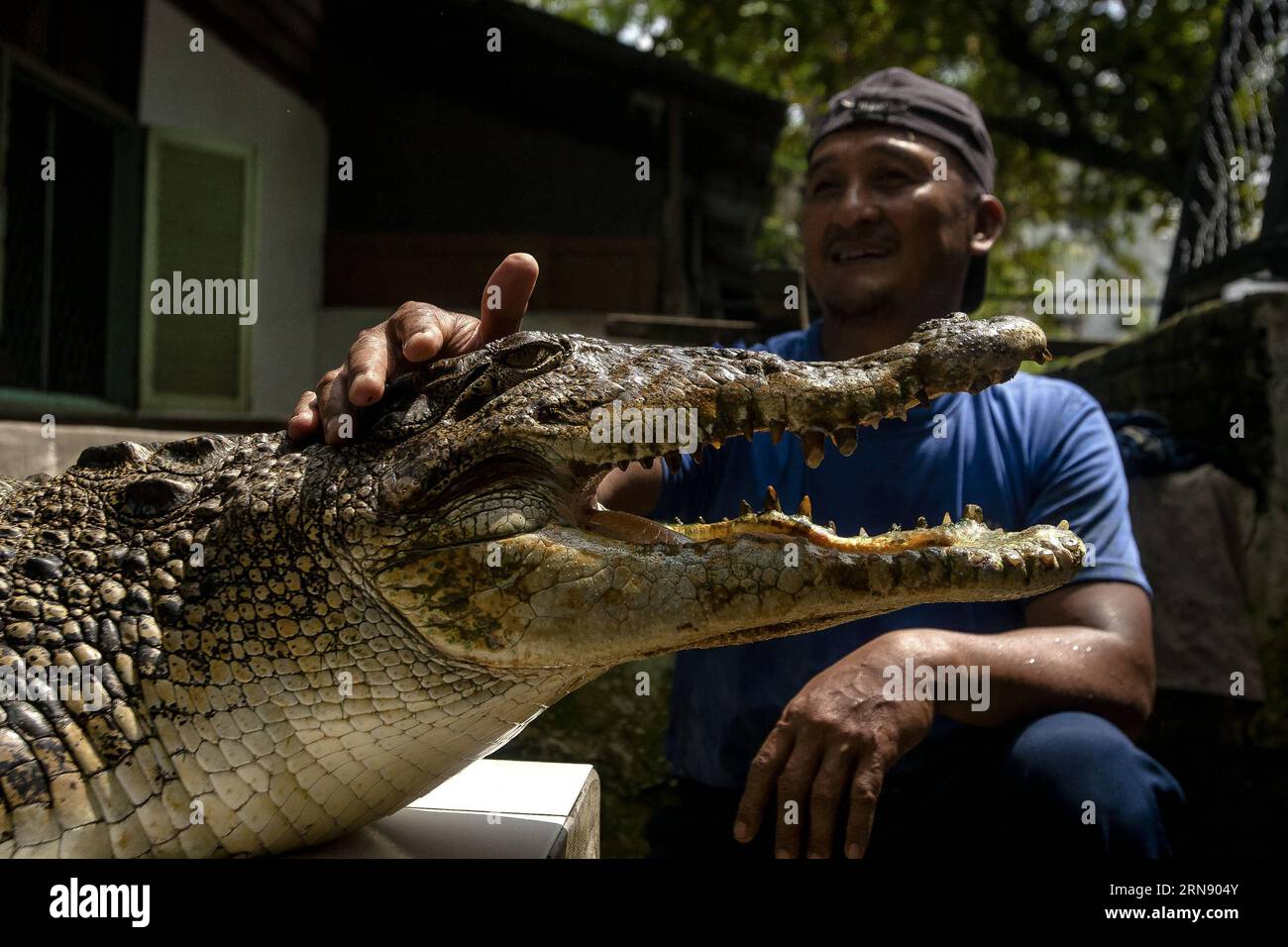 A crocodile handler and his crocodile wait for food at a crocodile ...