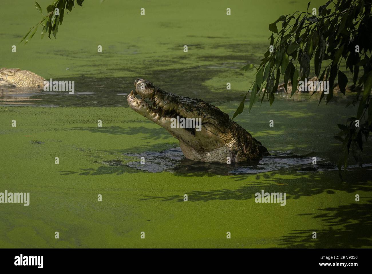 Photo taken on Nov. 11, 2015 shows a crocodile waiting for food at a ...