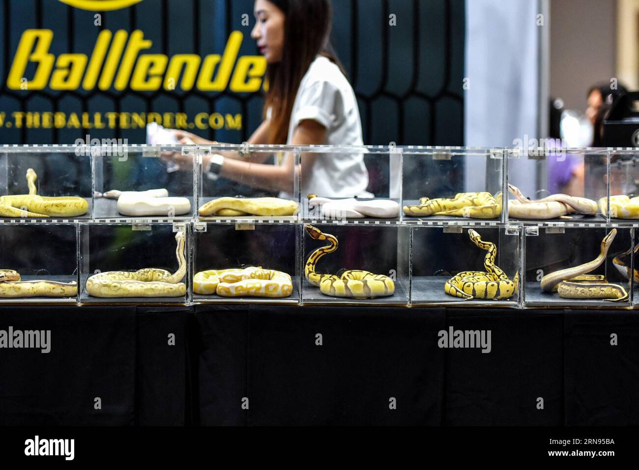 Snakes show thai hi-res stock photography and images - Alamy