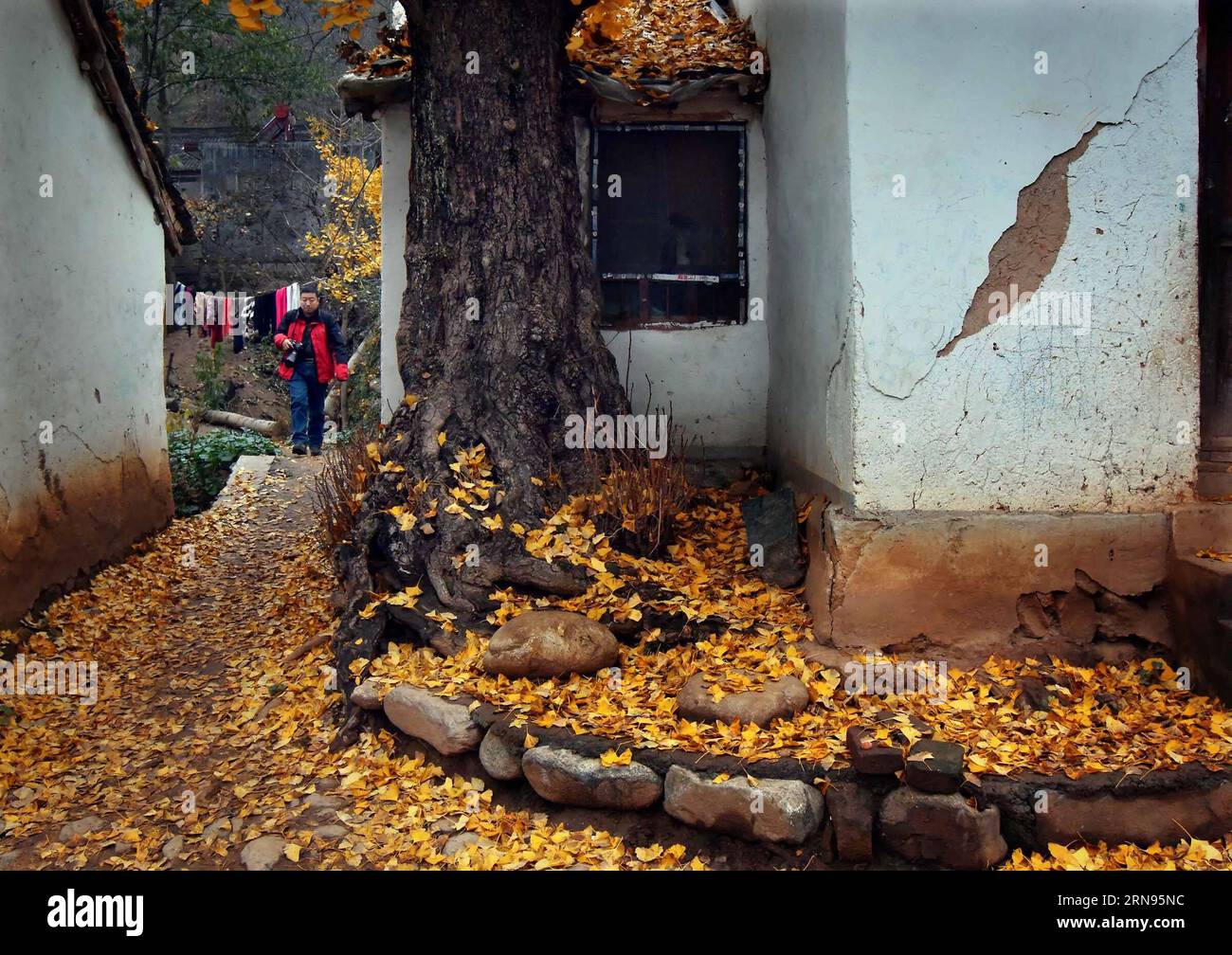 A visitor walks looking for shooting spot of ginkgo trees at Xiasi ...