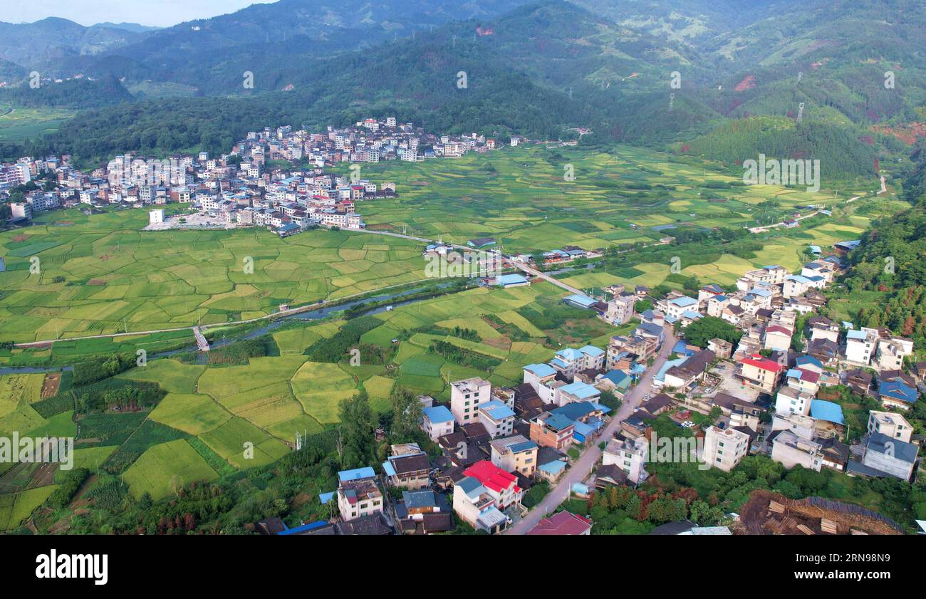 Aerial photo shows the early autumn scenery of rice fields in Congjiang ...