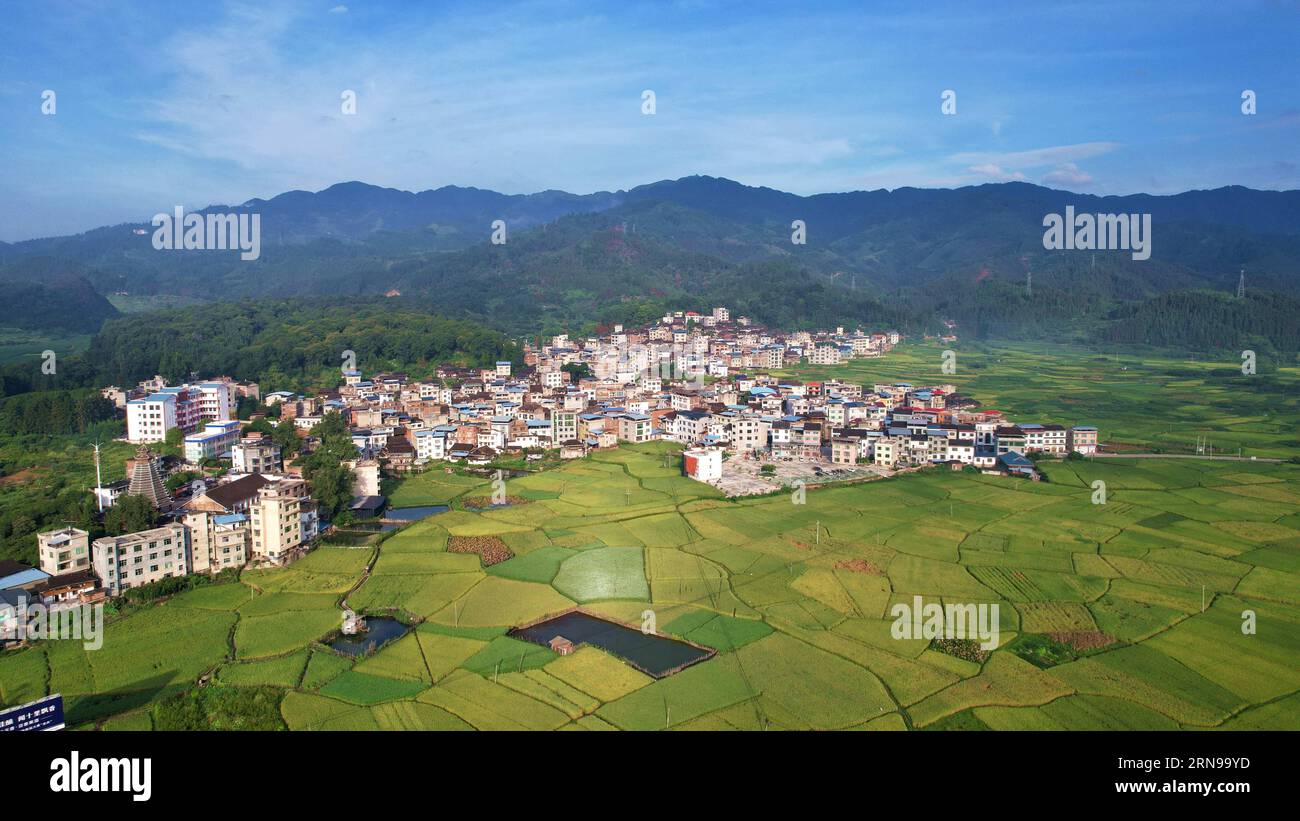 Aerial photo shows the early autumn scenery of rice fields in Congjiang ...