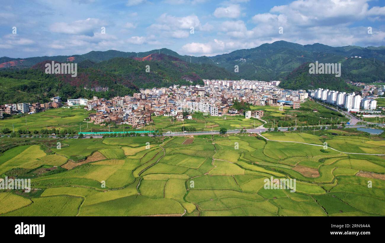 Aerial photo shows the early autumn scenery of rice fields in Congjiang ...