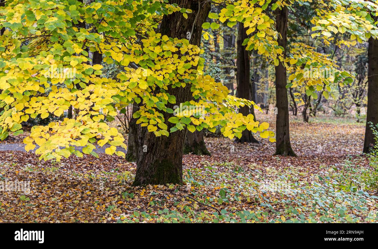 park landscape with yellow beech trees and fallen leaves on the ground ...