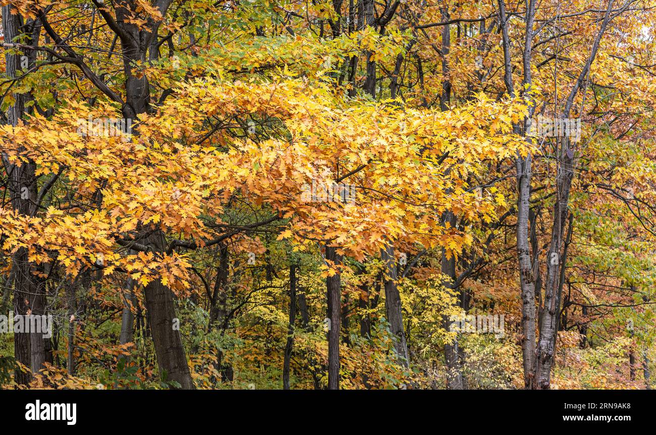 Yellow and orange foliage hi-res stock photography and images - Alamy