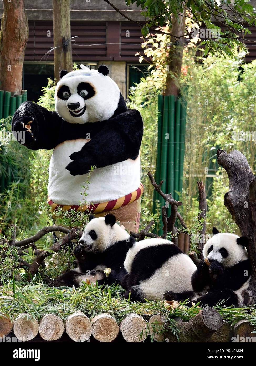 (151126) -- GUANGZHOU, Nov. 26, 2015 -- Panda triplets Hanna, Harry and ...
