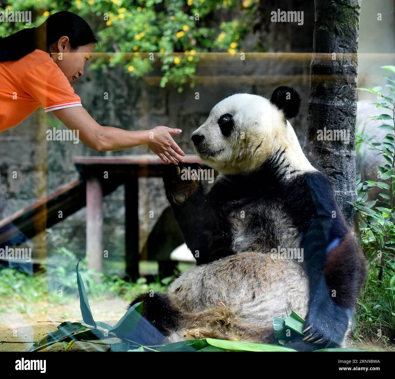 (151128) -- FUZHOU,2015 -- A keeper plays with giant panda Basi at the ...