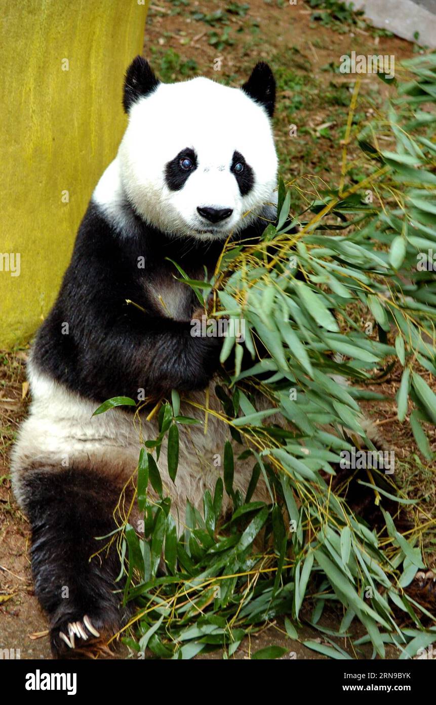 (151128) -- FUZHOU,2015 -- File photo taken on Nov. 18, 2005 shows ...