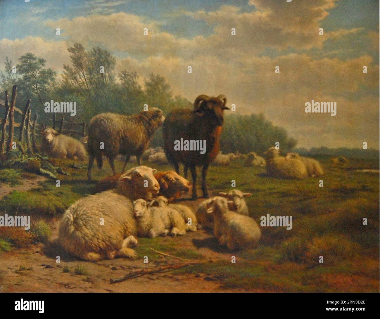 Schapen weide hi-res stock photography and images - Alamy