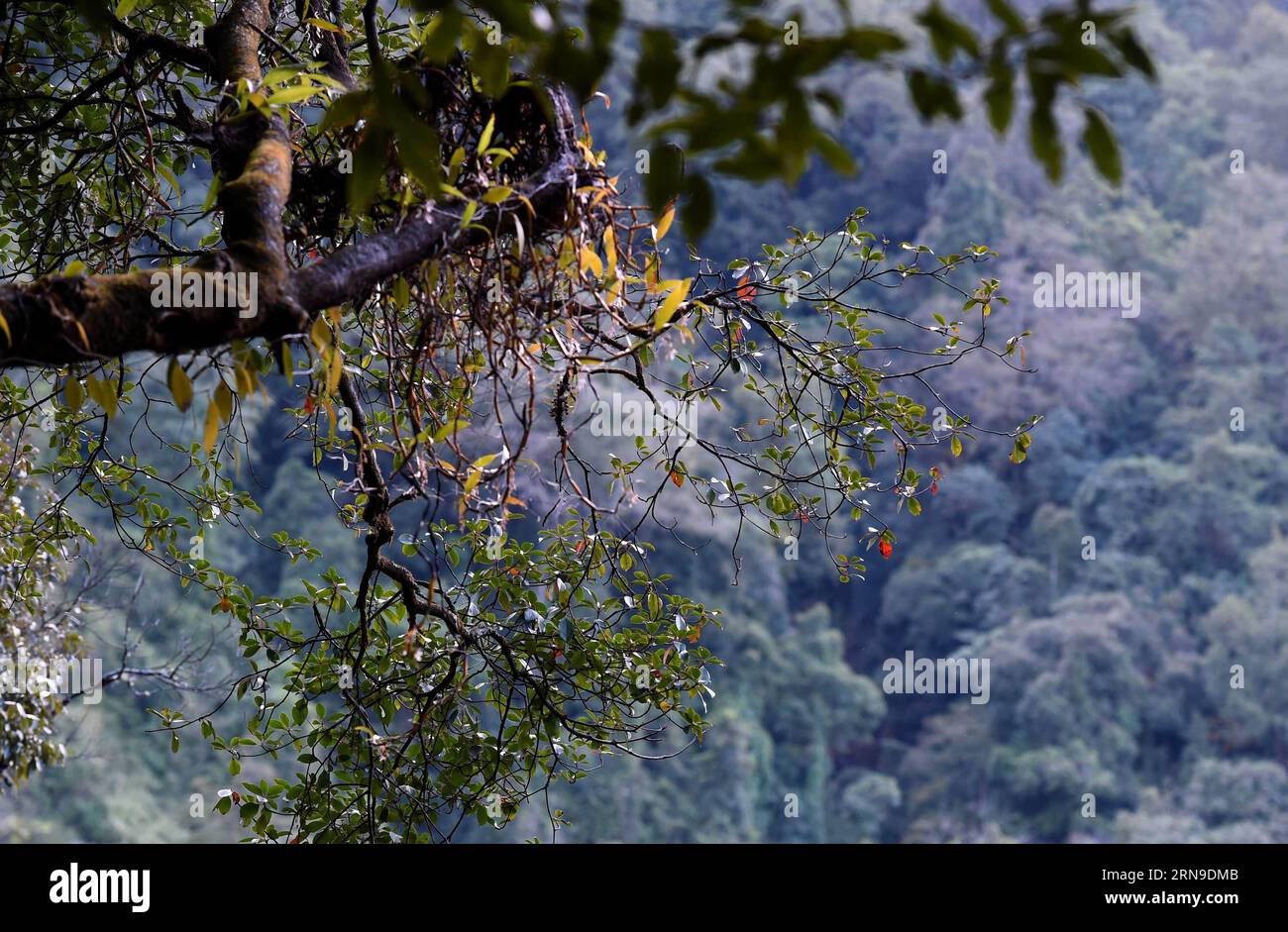 Eastern black crested gibbon hi-res stock photography and images - Alamy