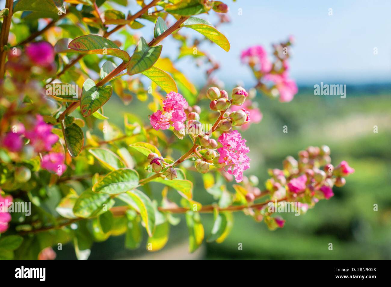 Lagerstroemia species hi-res stock photography and images - Alamy