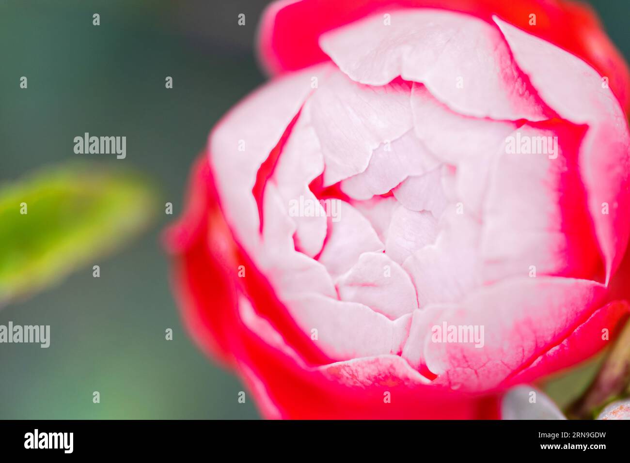 English standard rose tree hi-res stock photography and images - Alamy