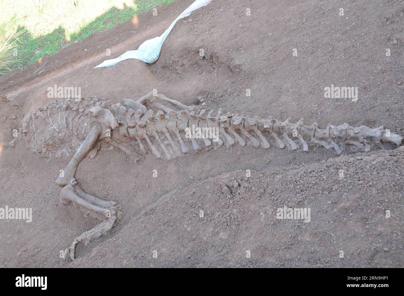 Plant eating dinosaur hi-res stock photography and images - Alamy