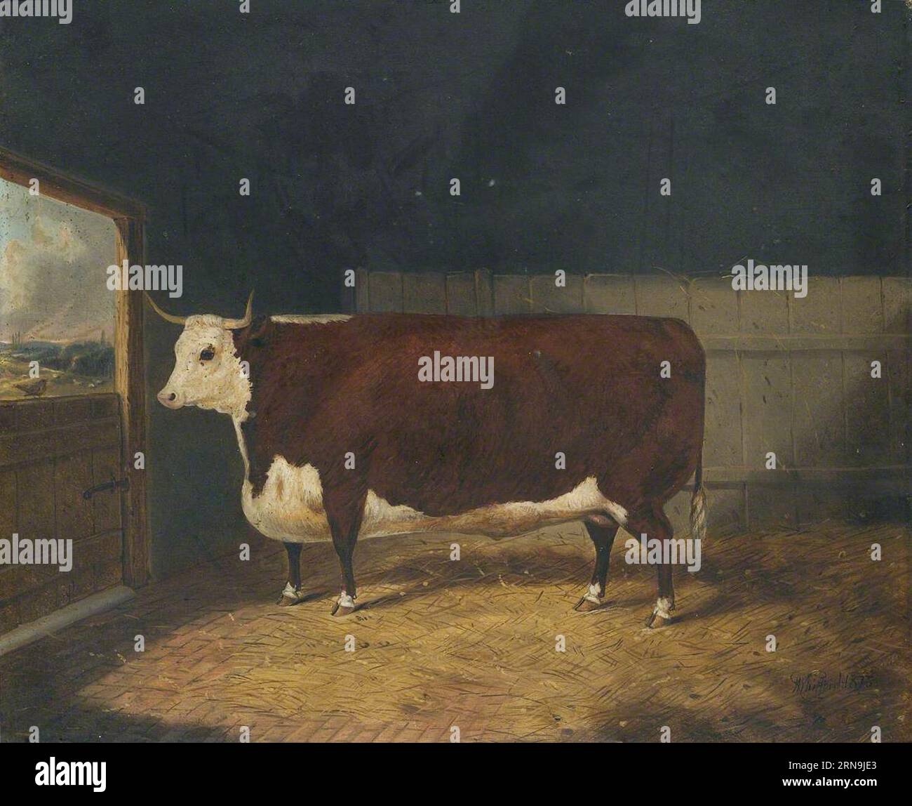 A prize bull hi-res stock photography and images - Alamy