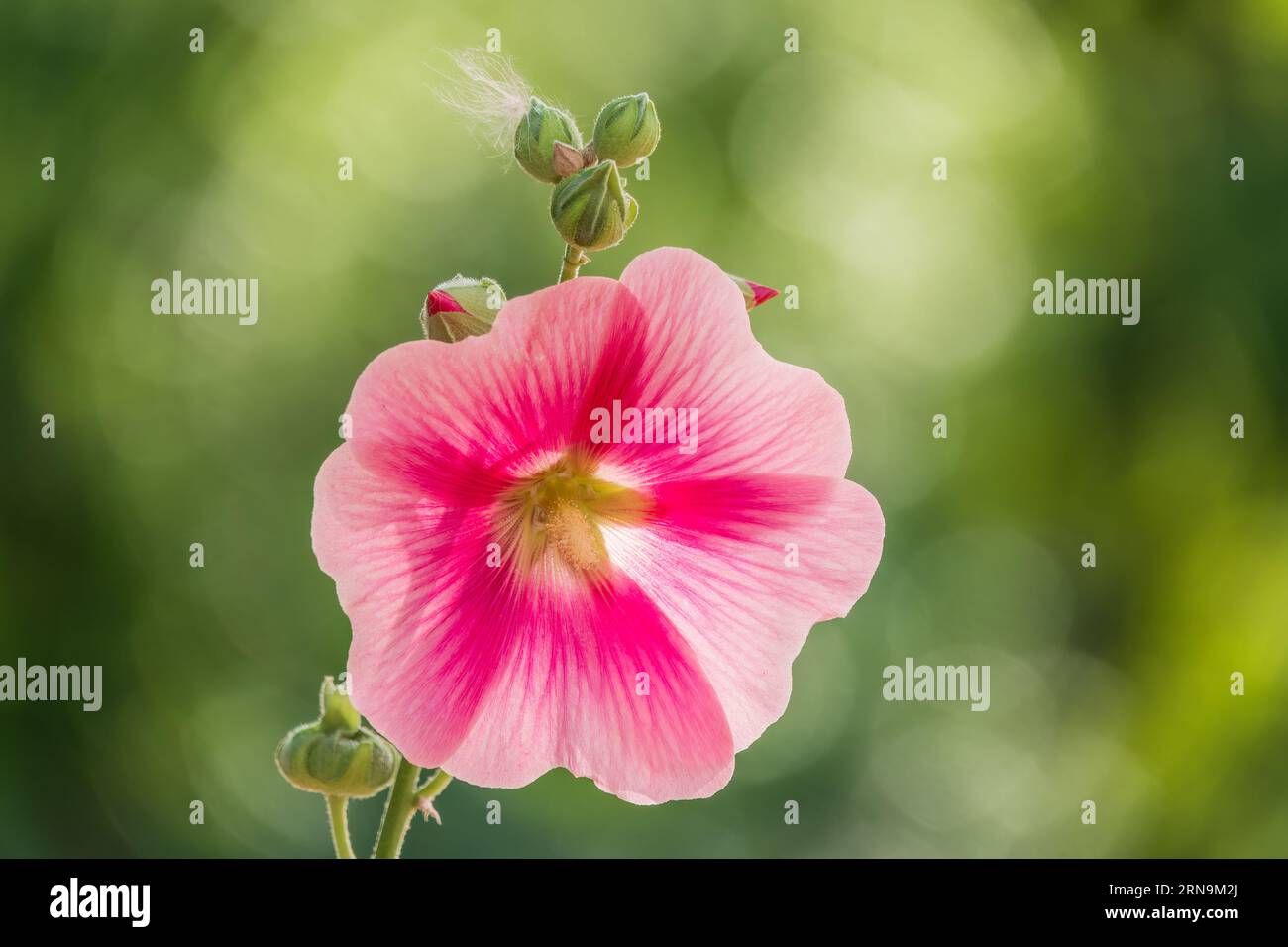 Pink flowers of Hibiscus moscheutos plant close-up. Hibiscus moscheutos ...