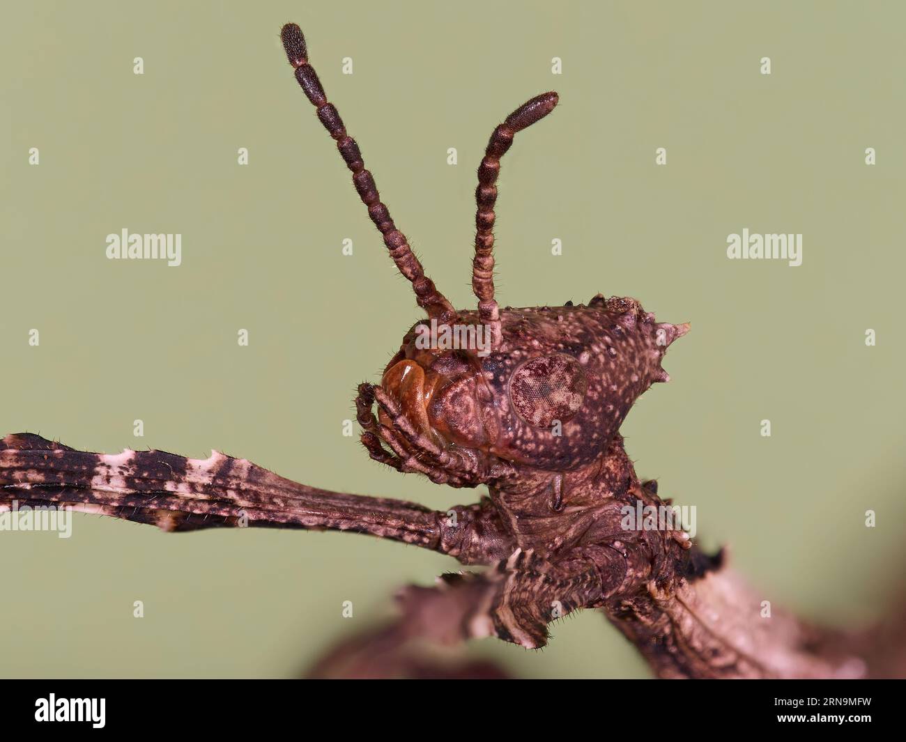 The giant prickly stick insect hi-res stock photography and images - Alamy