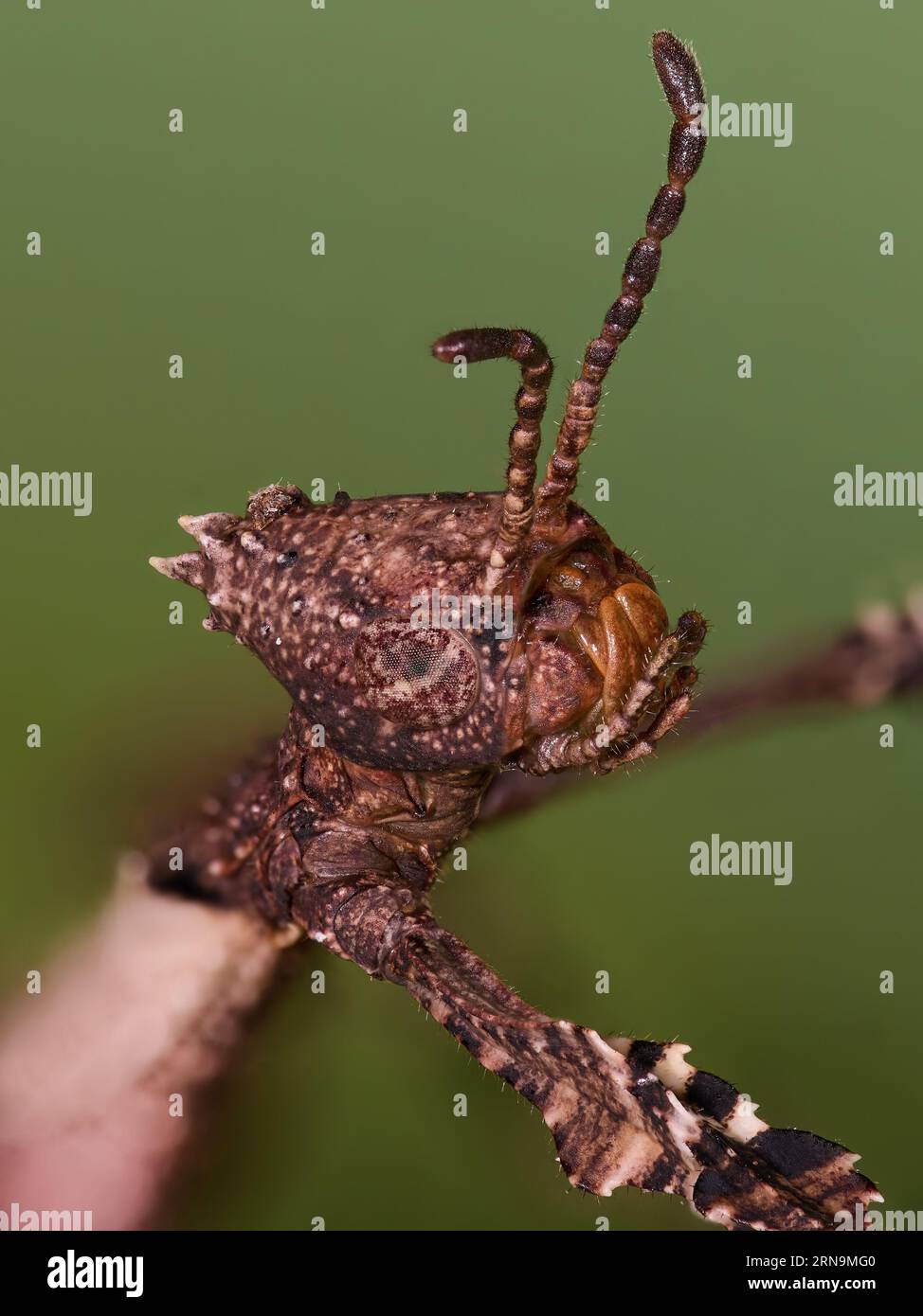Giant prickly stick insect hi-res stock photography and images - Alamy