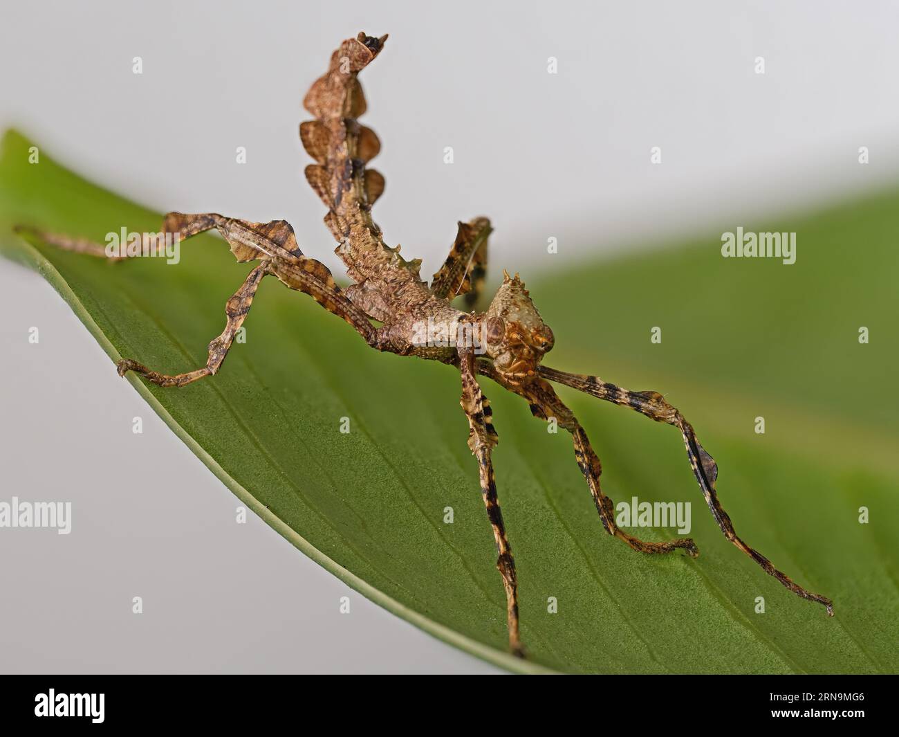 Super macro closeup of the Giant prickly stick insect (Extatosoma ...