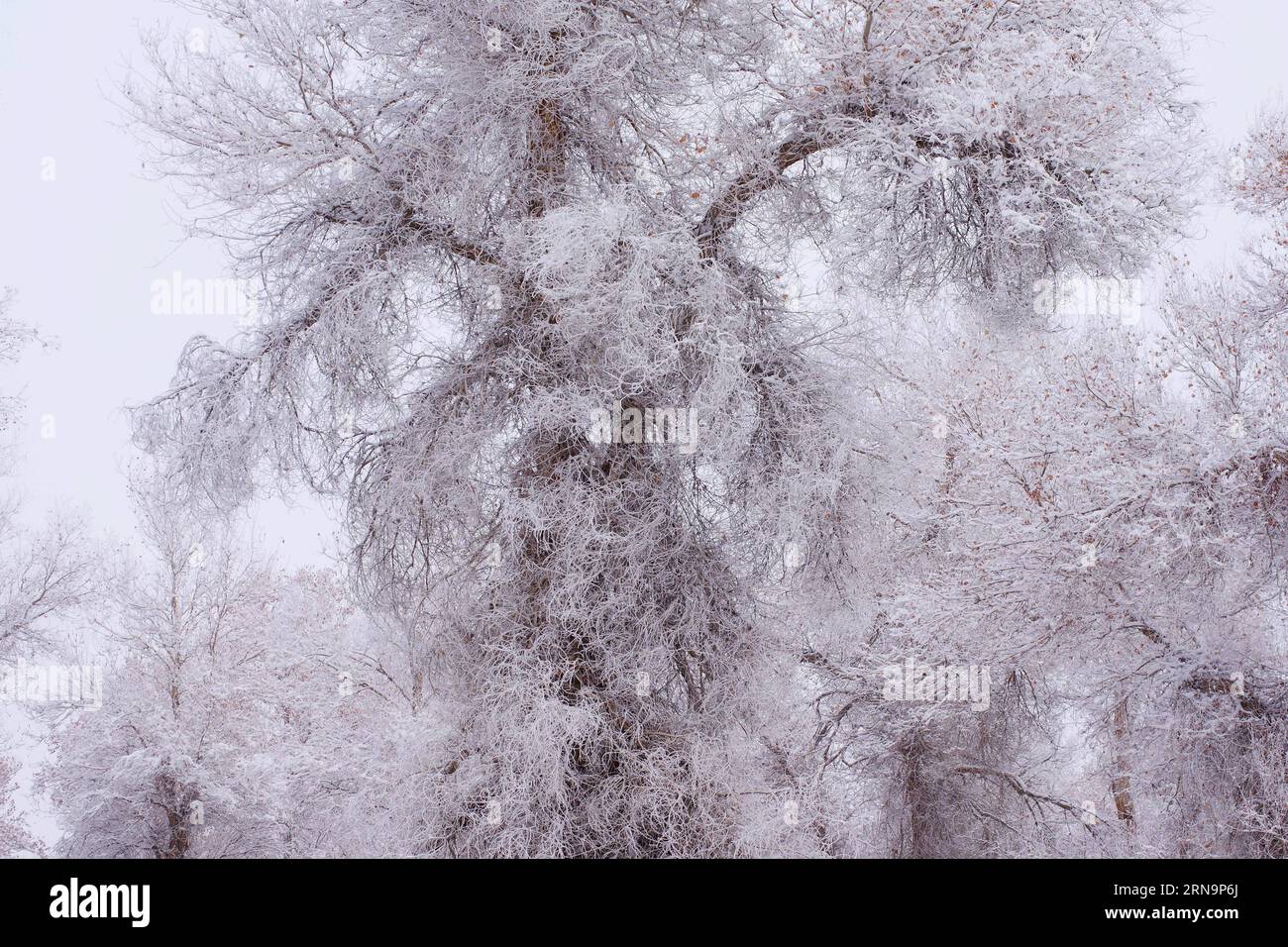 (AKSU, Dec. 13, 2015 -- Photo taken on Dec. 13, 2015 shows the rime ...