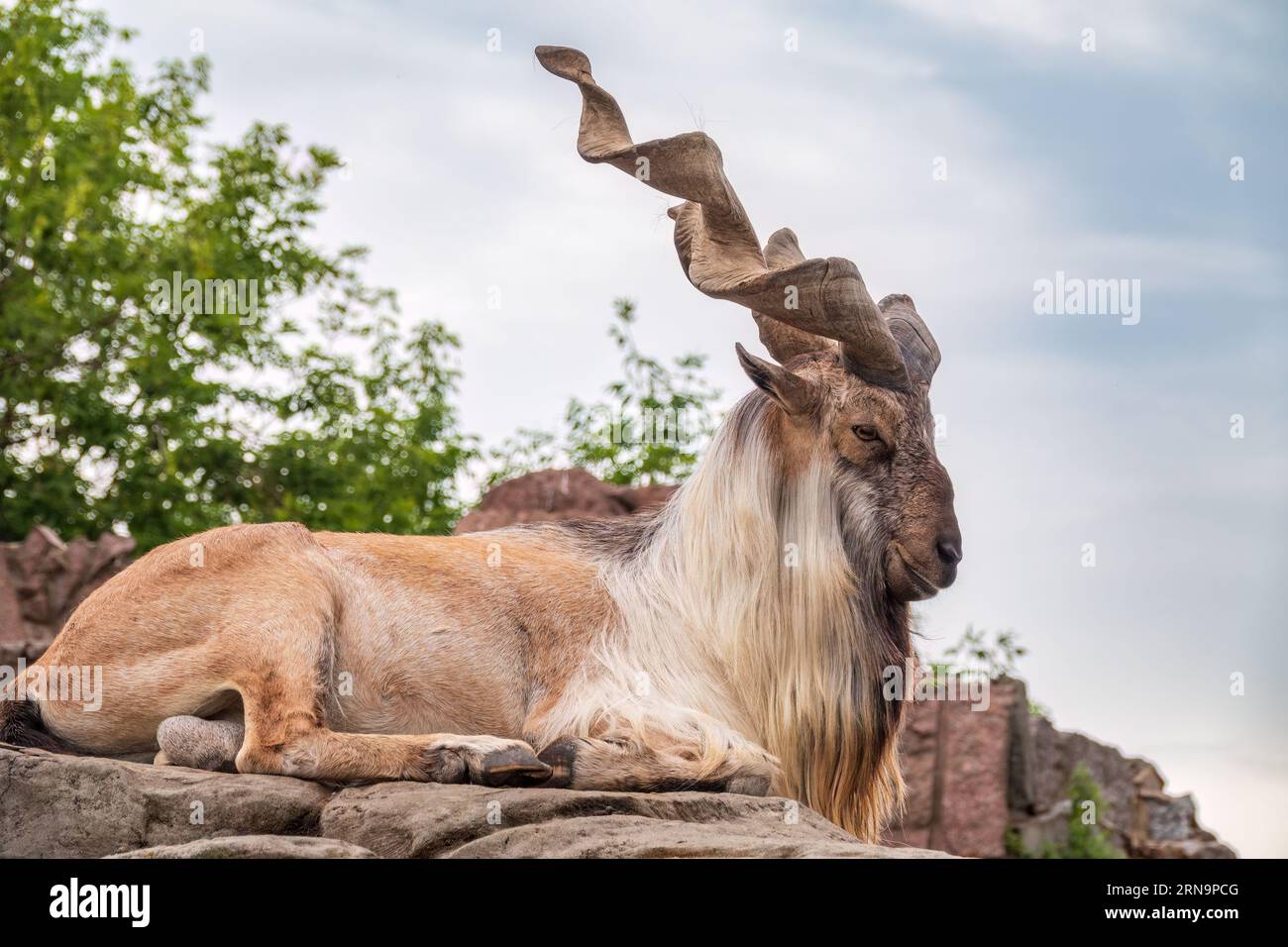 Markhor, Capra falconeri, wild goat native to Central Asia, Karakoram ...