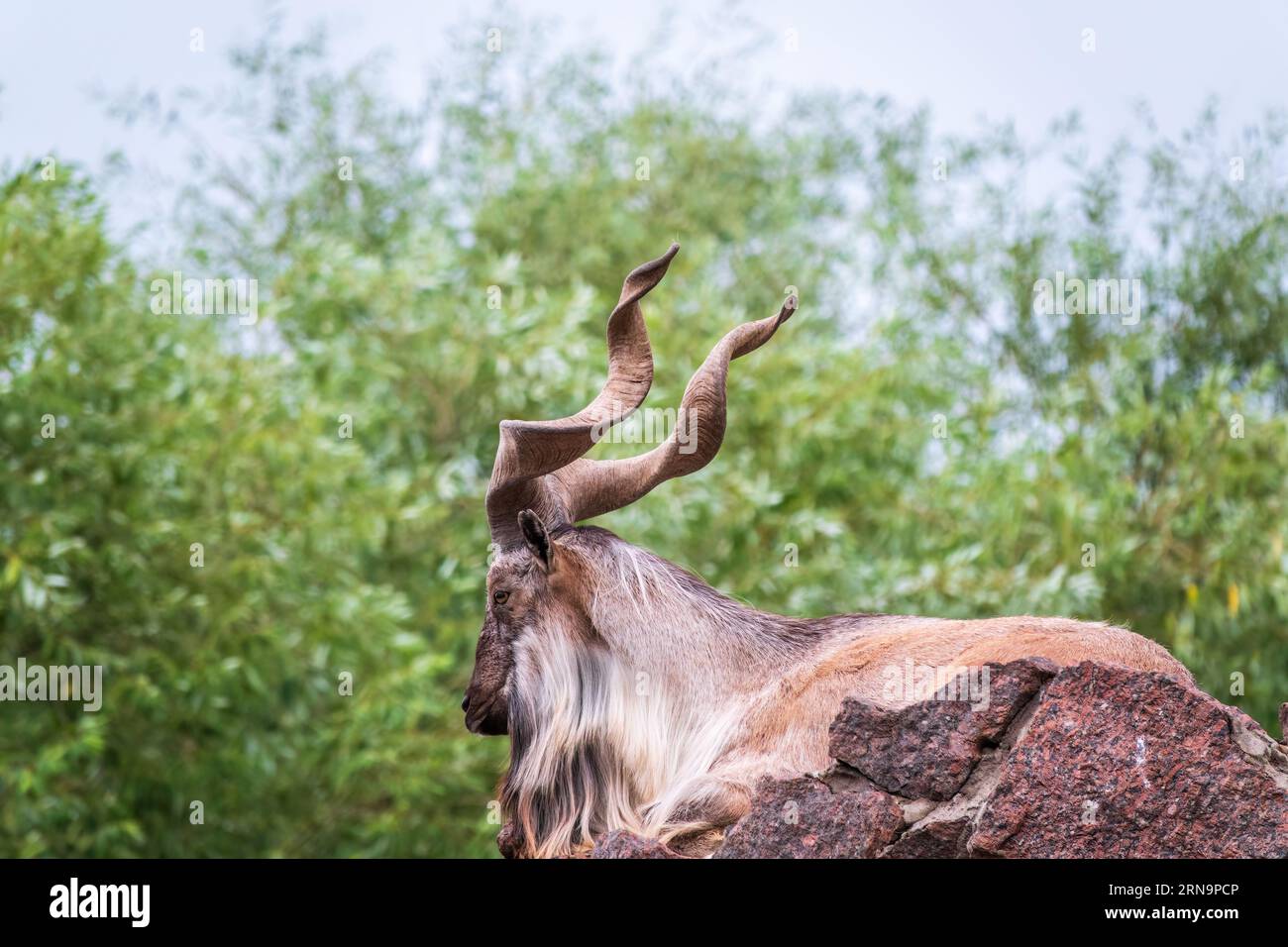 Close-up portrait of Markhor, Capra falconeri, wild goat native to ...