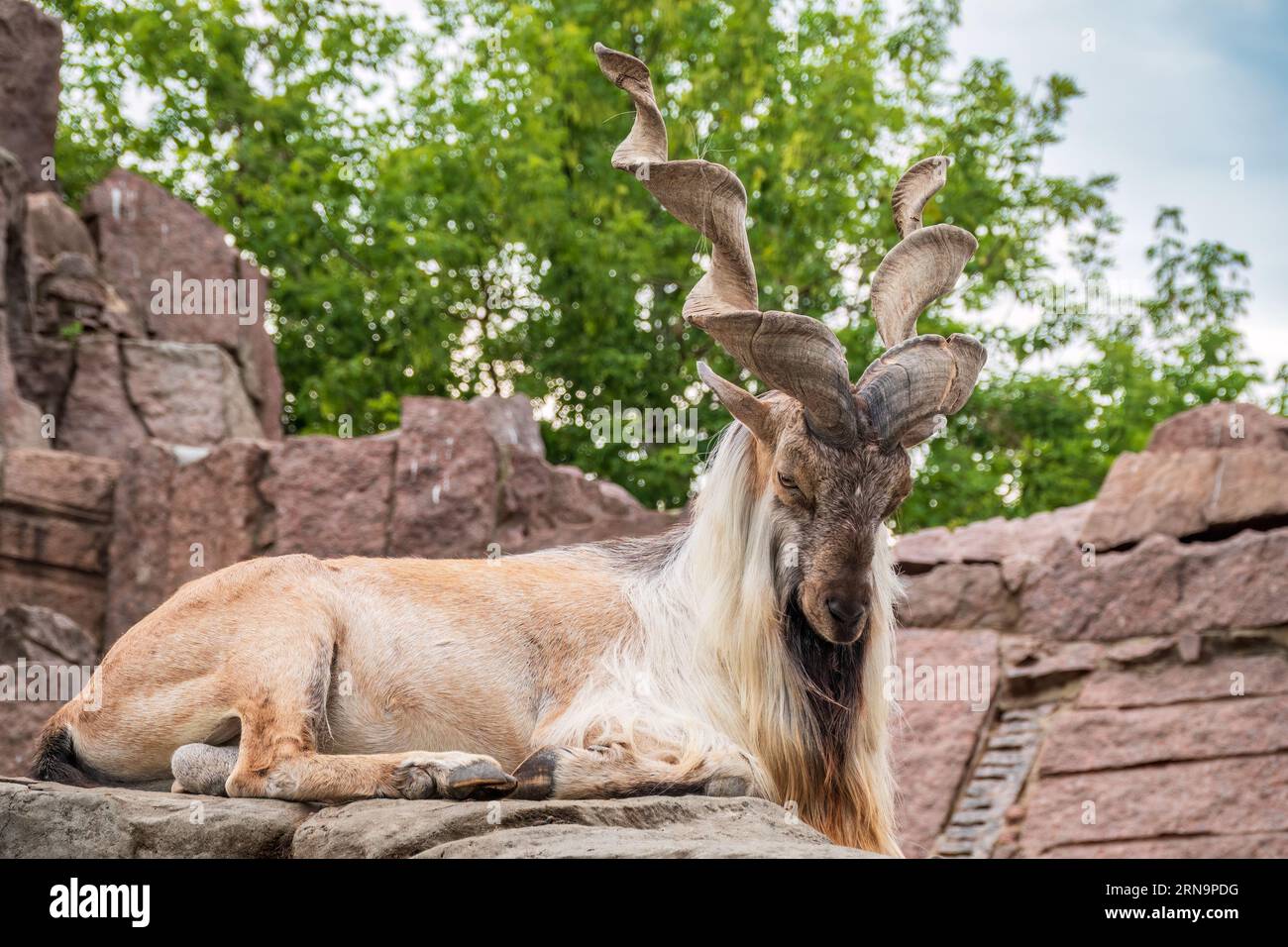 Close-up portrait of Markhor, Capra falconeri, wild goat native to ...
