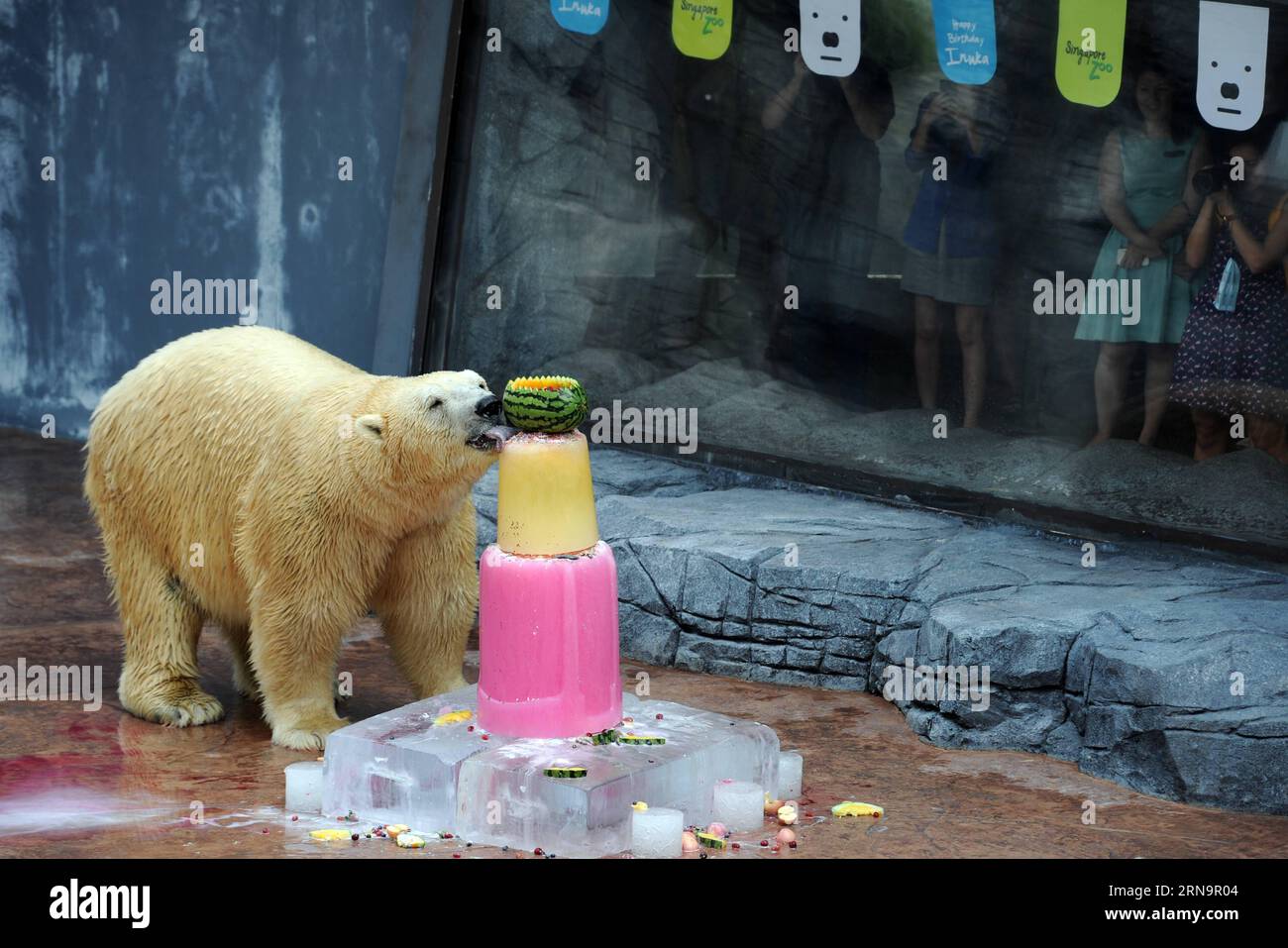 (151216) -- SINGAPORE, Dec. 16, 2015 -- Polar bear Inuka eats its ...