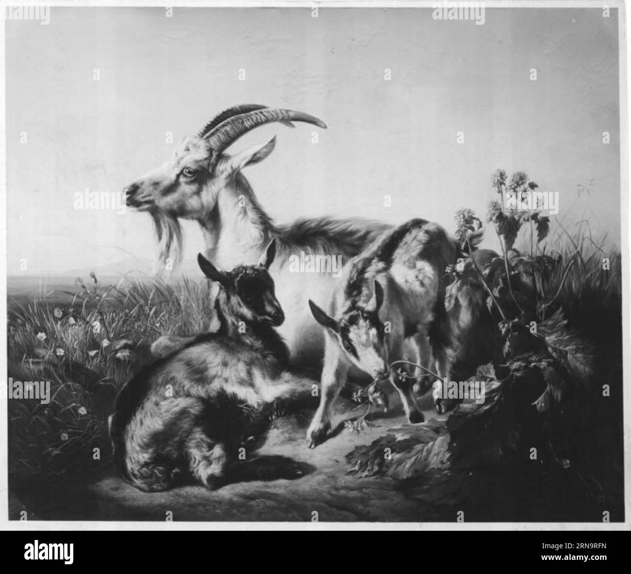Ziegen auf der Wiese 1854 by Benno Adam Stock Photo - Alamy