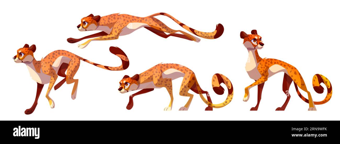 Set of cheetah, leopard or jaguar. Wild cat from tropical jungle in ...