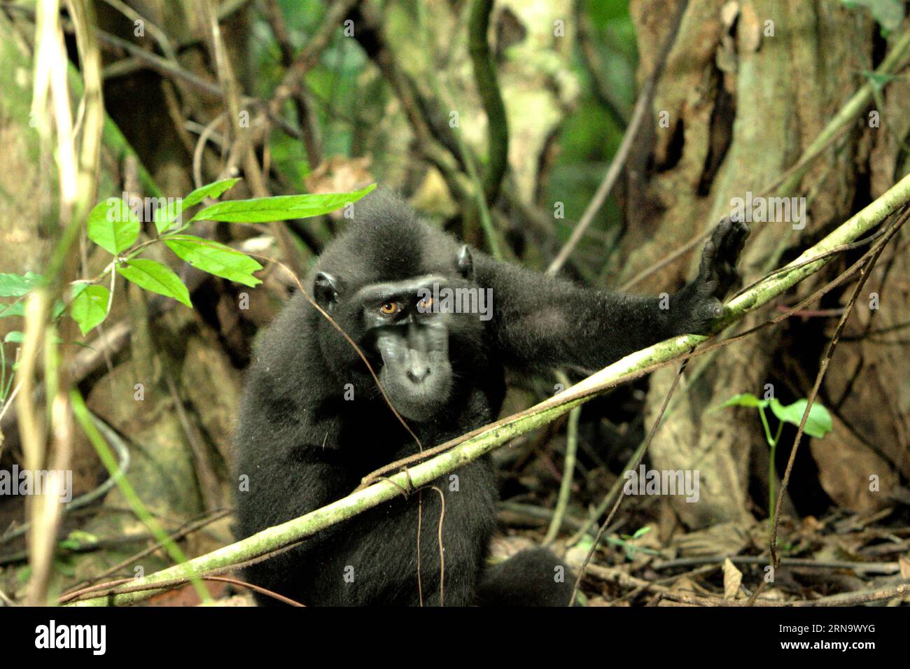 Portrait of a crested macaque (Macaca nigra) in Tangkoko forest, North ...