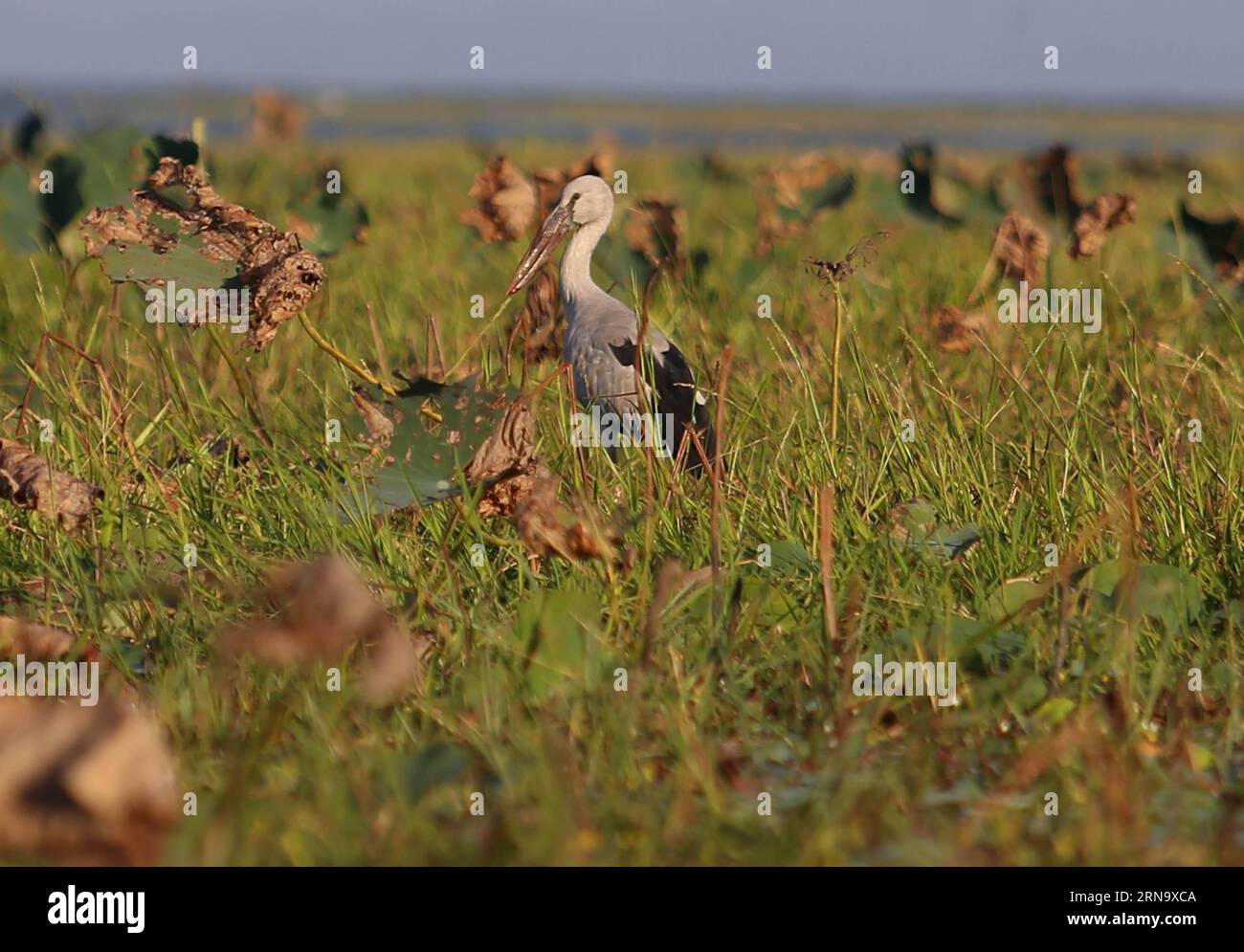 East asian australian flyway hi-res stock photography and images - Alamy