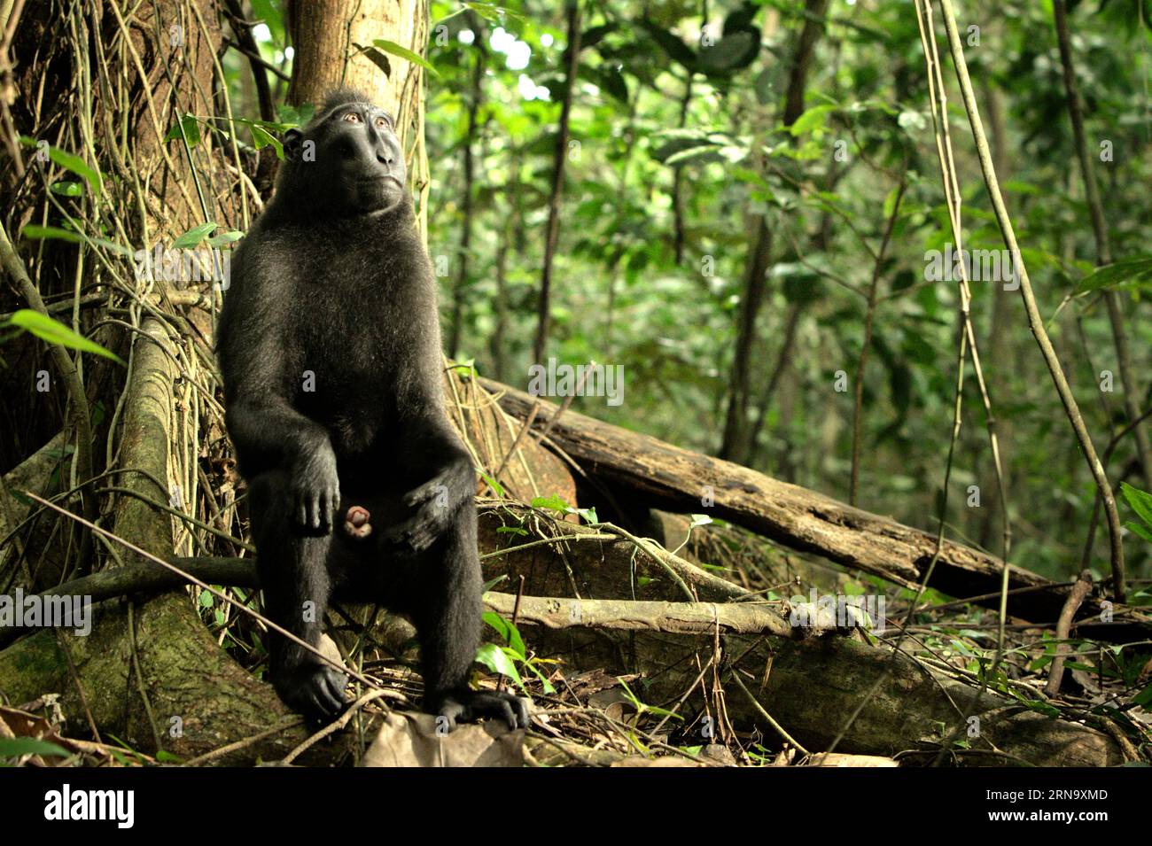 Environmental portrait of a crested macaque (Macaca nigra) in Tangkoko ...