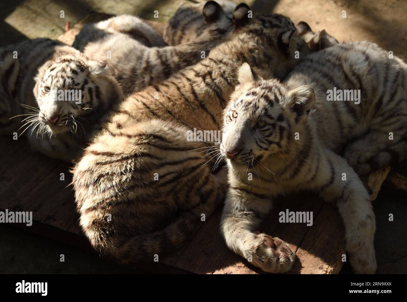 Tiger quintuplets hi-res stock photography and images - Alamy