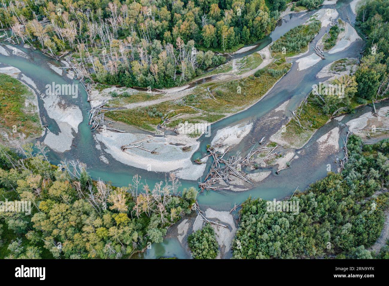 Aerial photo shows the early autumn scenery of birch tree forest in ...