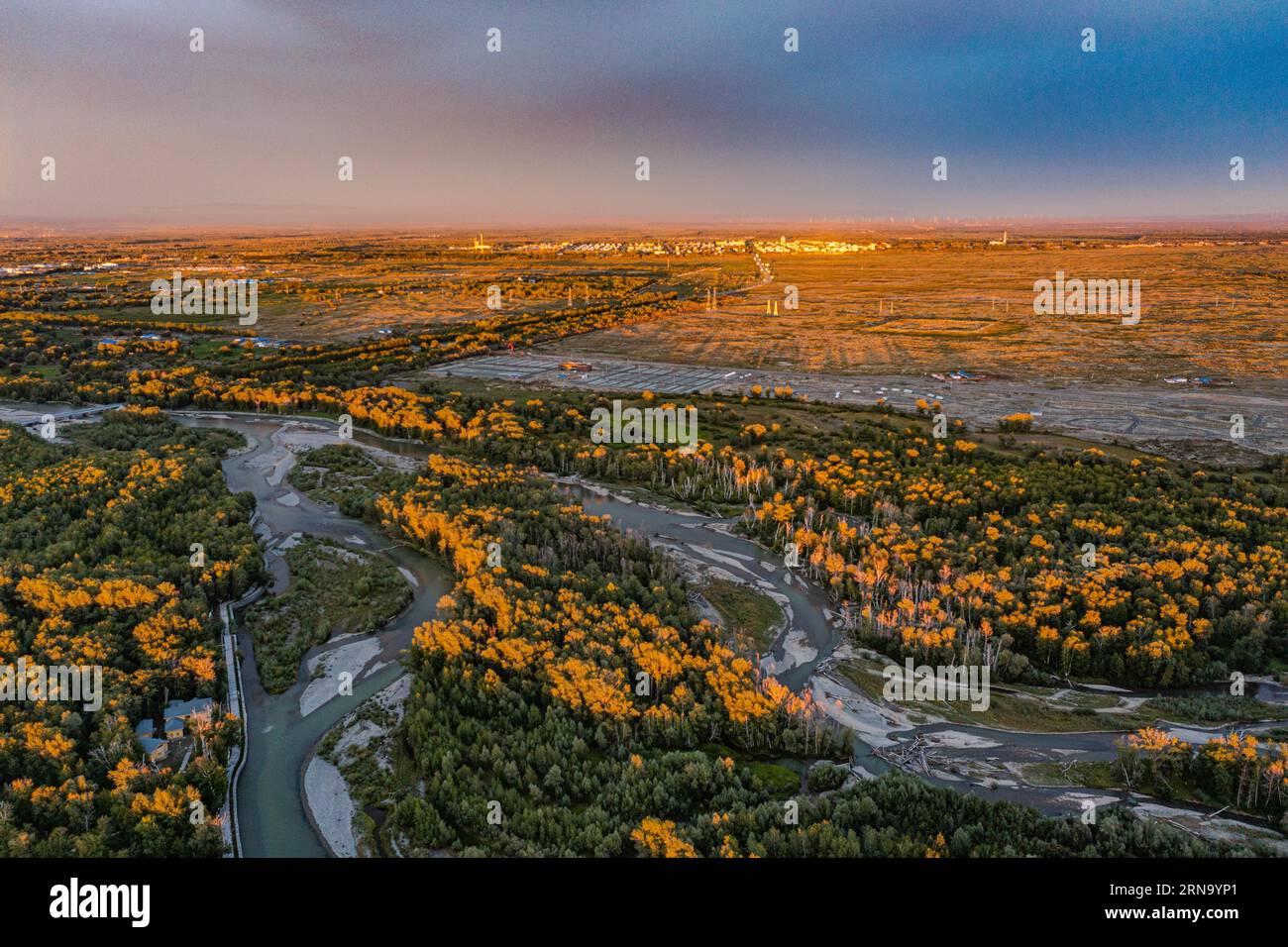 Aerial photo shows the early autumn scenery of birch tree forest in ...