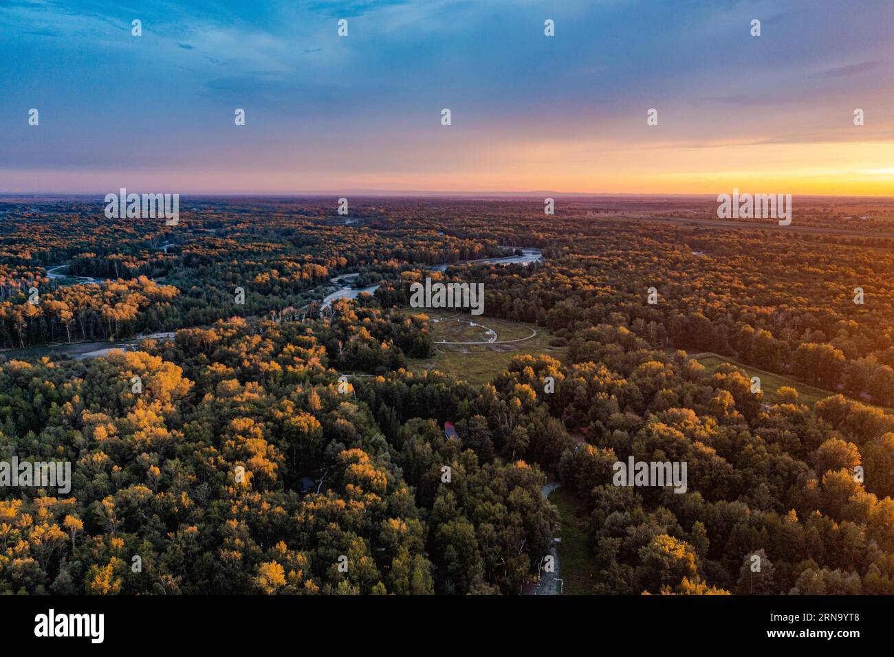 Aerial photo shows the early autumn scenery of birch tree forest in ...