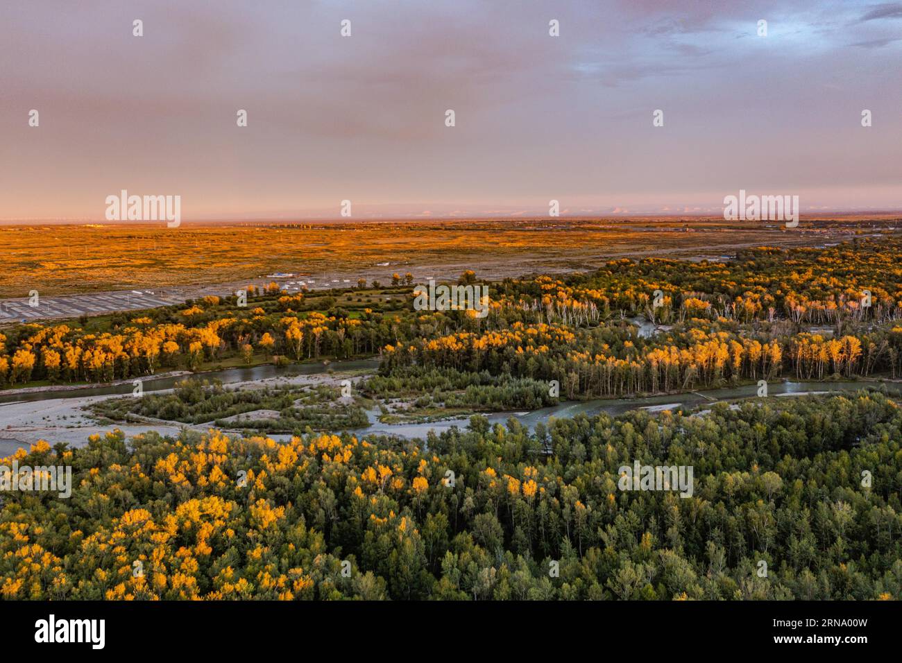 Aerial photo shows the early autumn scenery of birch tree forest in ...