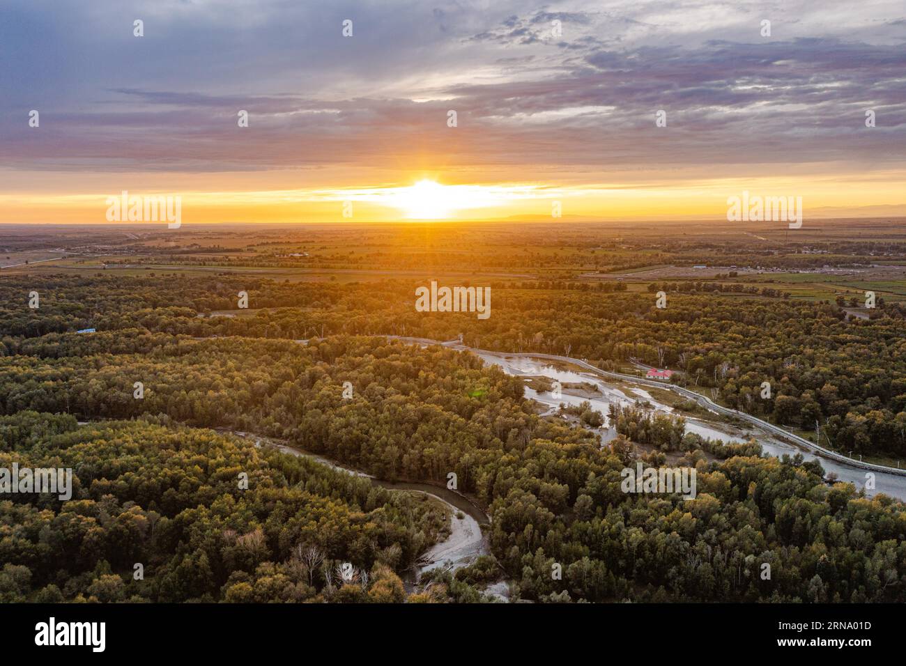 Aerial photo shows the early autumn scenery of birch tree forest in ...