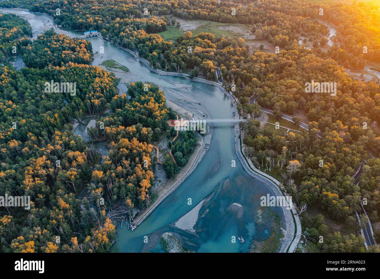 Aerial photo shows the early autumn scenery of birch tree forest in ...