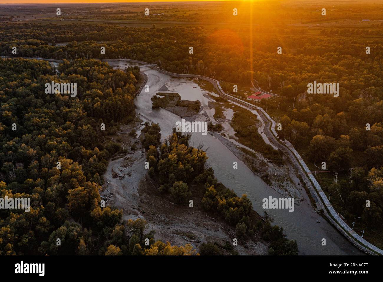 Aerial photo shows the early autumn scenery of birch tree forest in ...