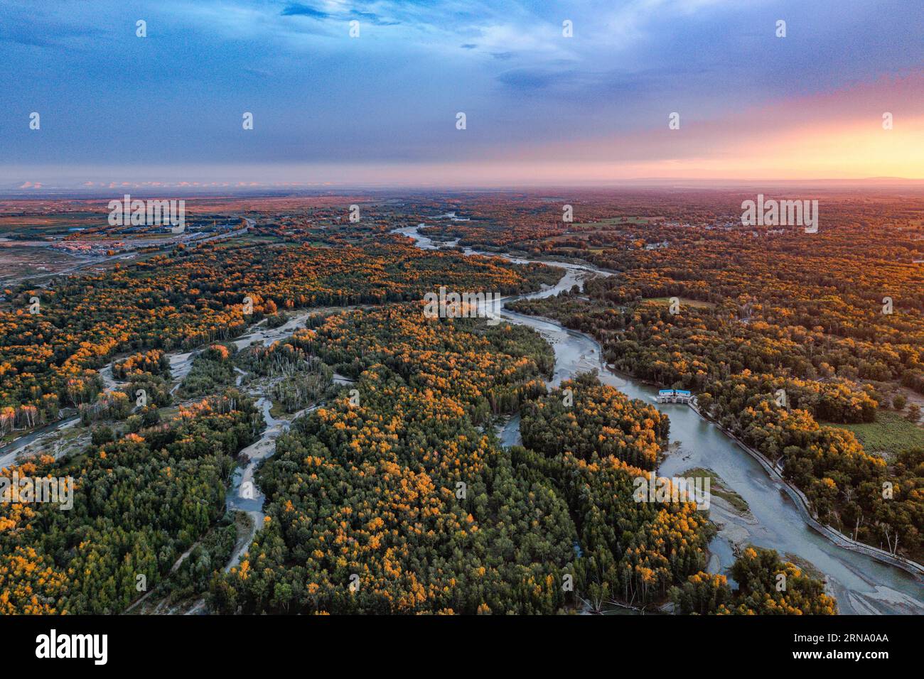 Aerial photo shows the early autumn scenery of birch tree forest in ...