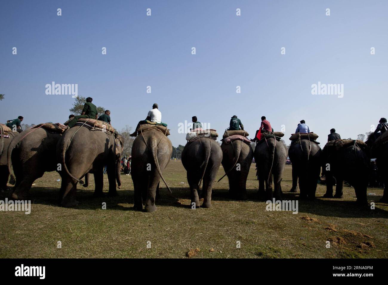 Nepal elefanten hi-res stock photography and images - Alamy