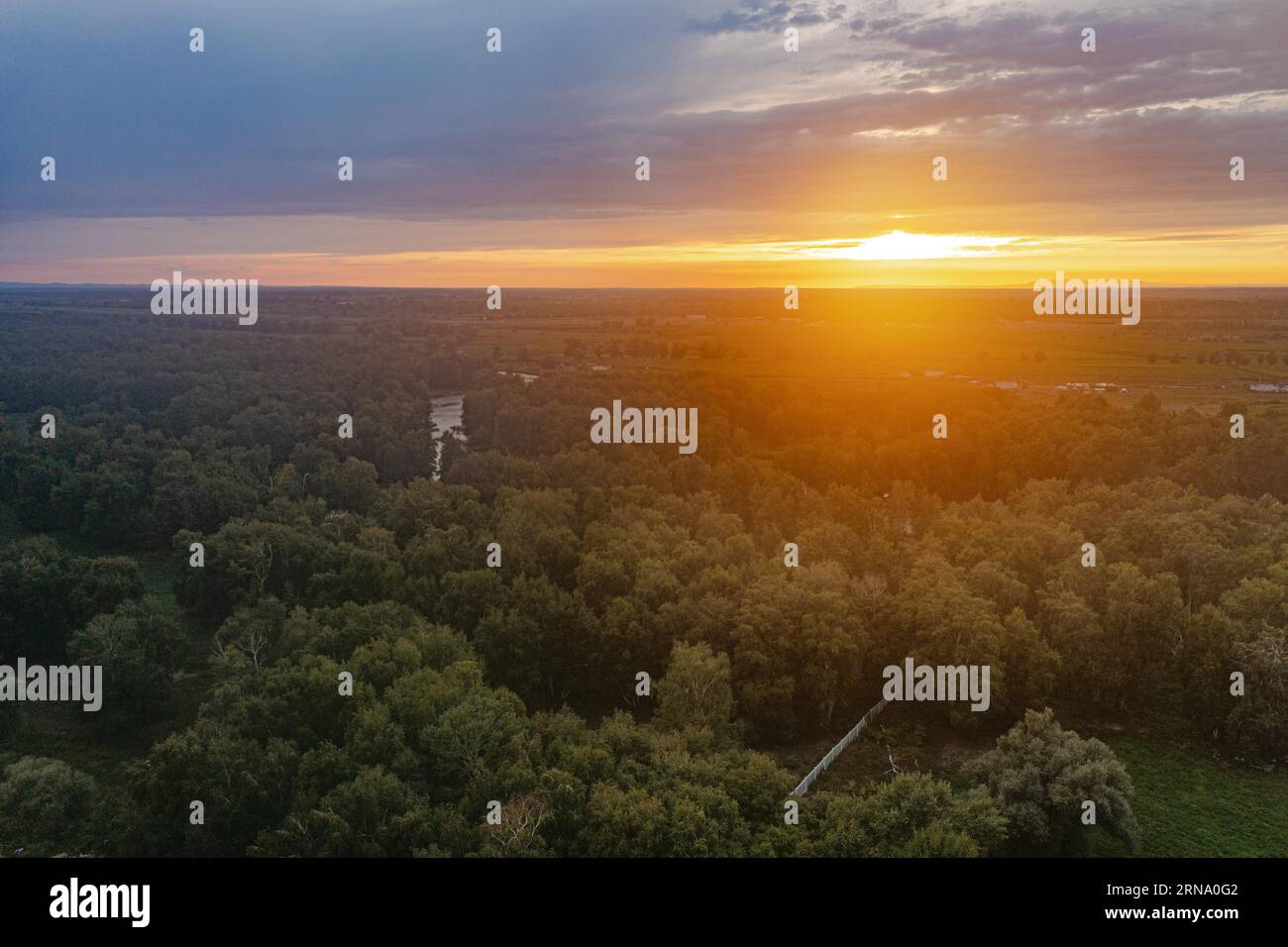 Aerial photo shows the early autumn scenery of birch tree forest in ...